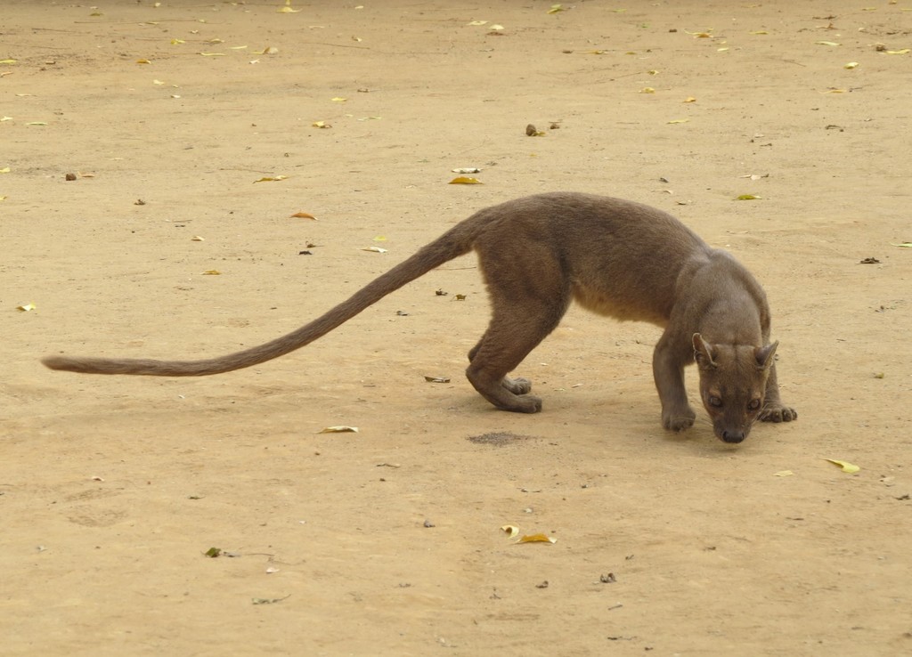 Fossa (Cryptoprocta ferox) - Know Your Mammals