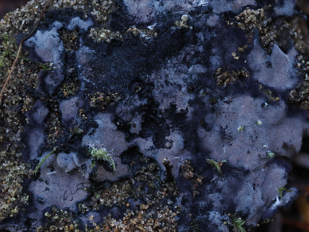Thelephorales from Lane County, OR, USA on January 12, 2026 at 02:25 PM ...