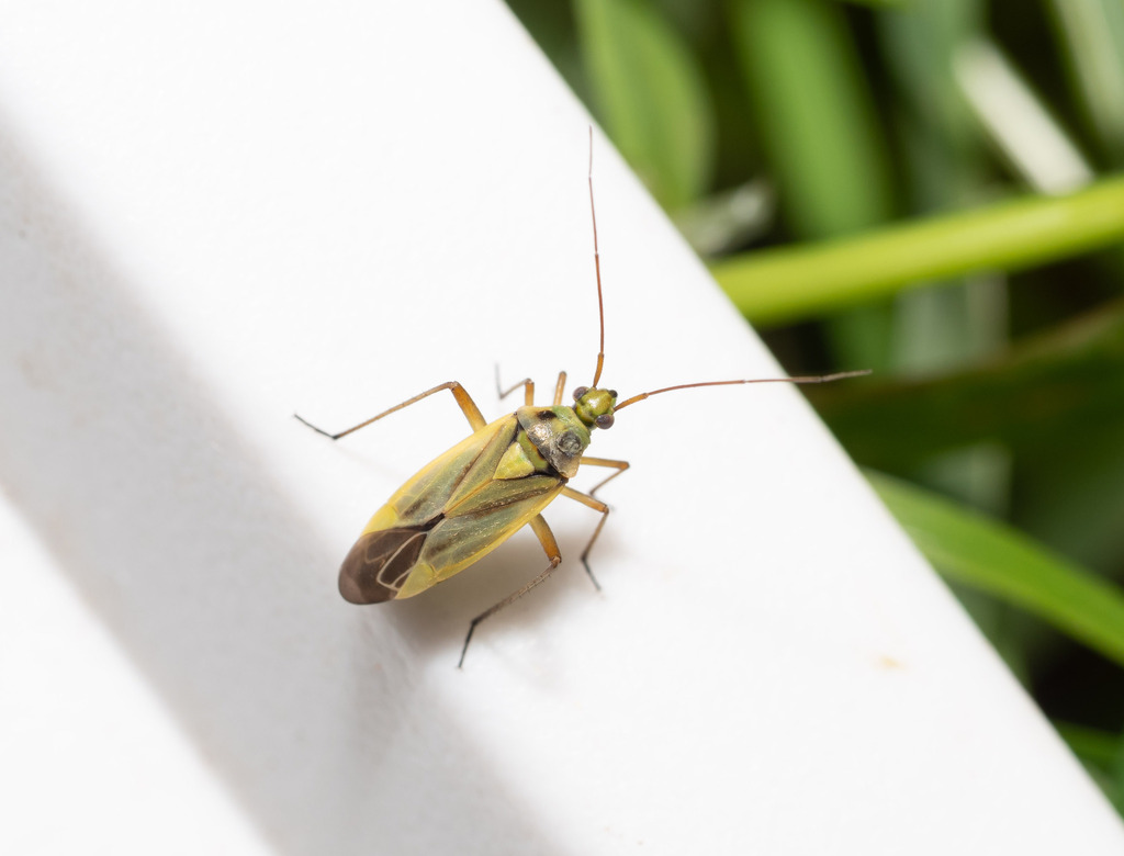 Two-spotted Grass Bug from Hall Road, Sawyers Bay, New Zealand on ...