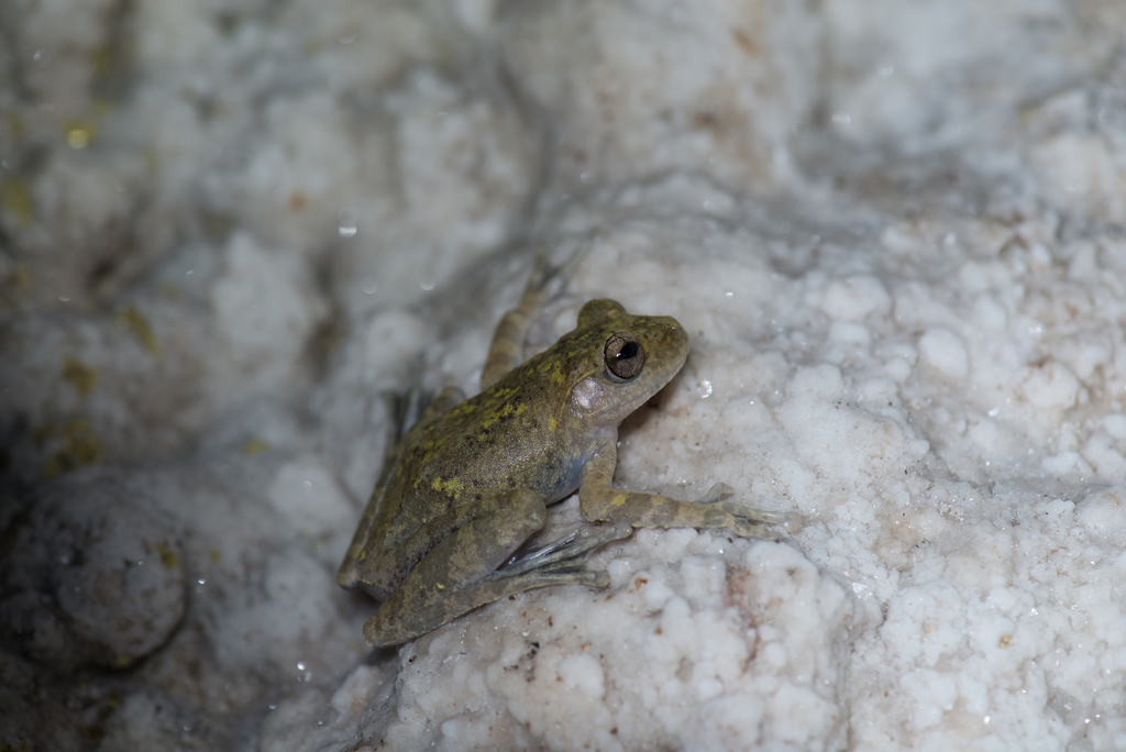 Rhacophorus spelaeus in March 2015 by Thomas Calame · iNaturalist