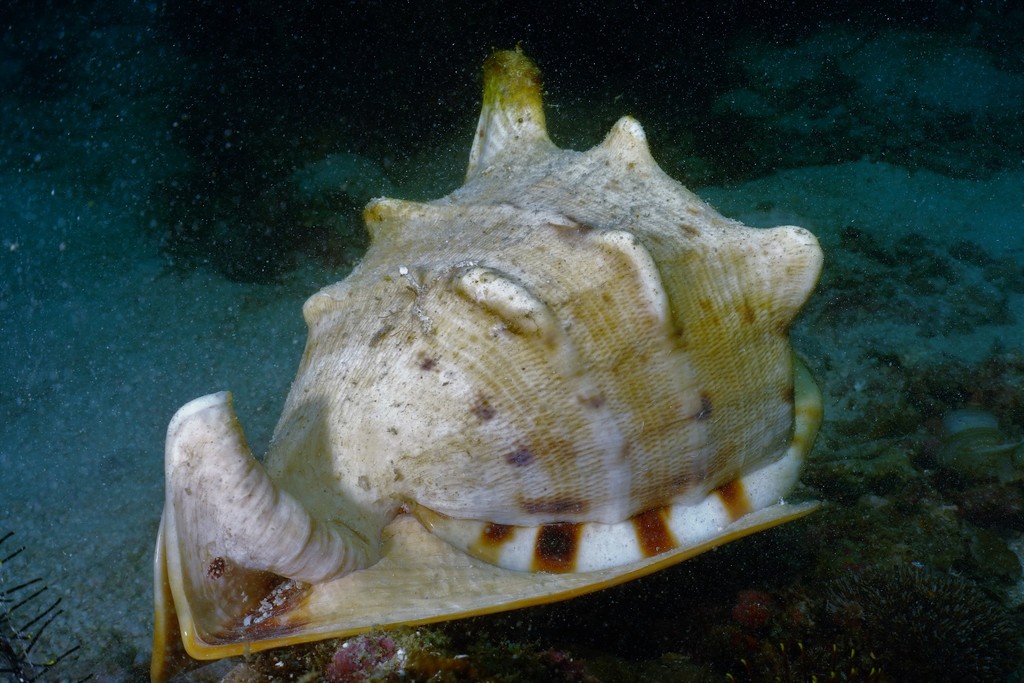Horned Helmet Snail (Gastropods of the United States Pt.1) · iNaturalist