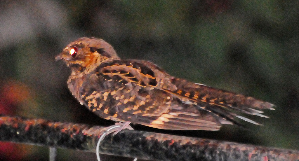 Common Pauraque (Birds of Chicaque) · iNaturalist