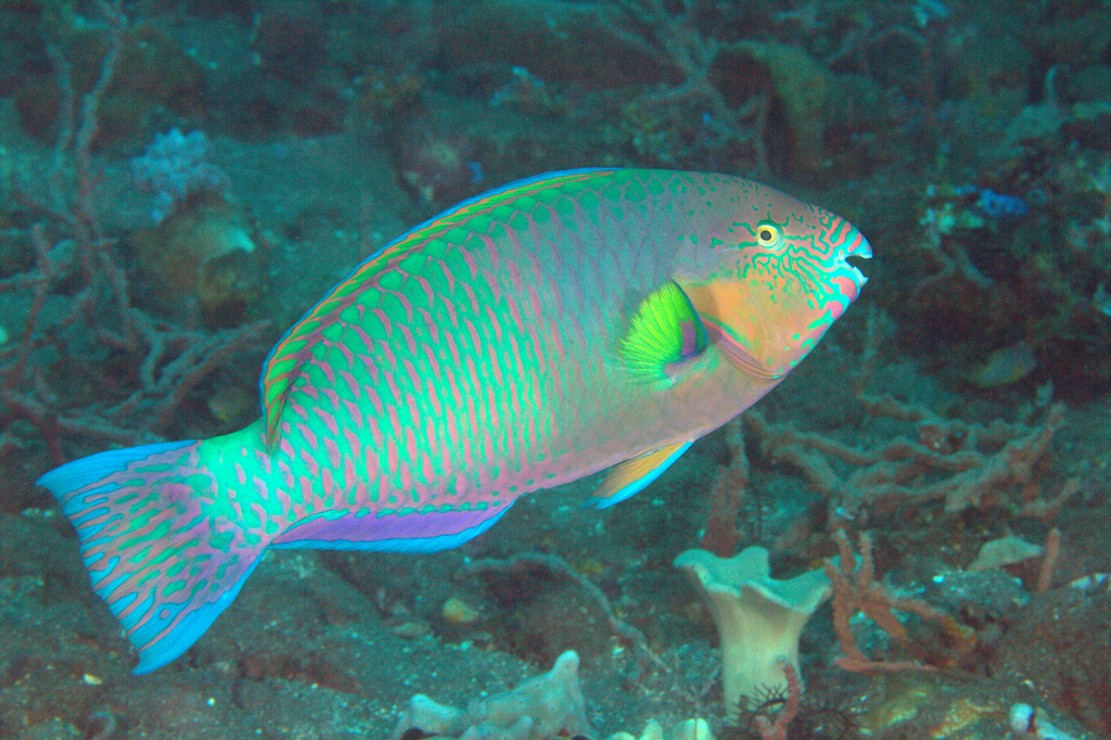 Surf Parrotfish (Fishes of Heron Island) · iNaturalist