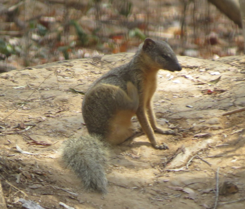 Bokiboky (Mungotictis decemlineata) - Know Your Mammals