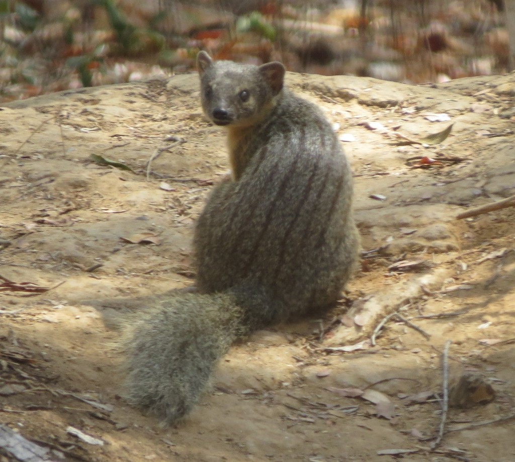 Bokiboky (Mungotictis decemlineata) - Know Your Mammals