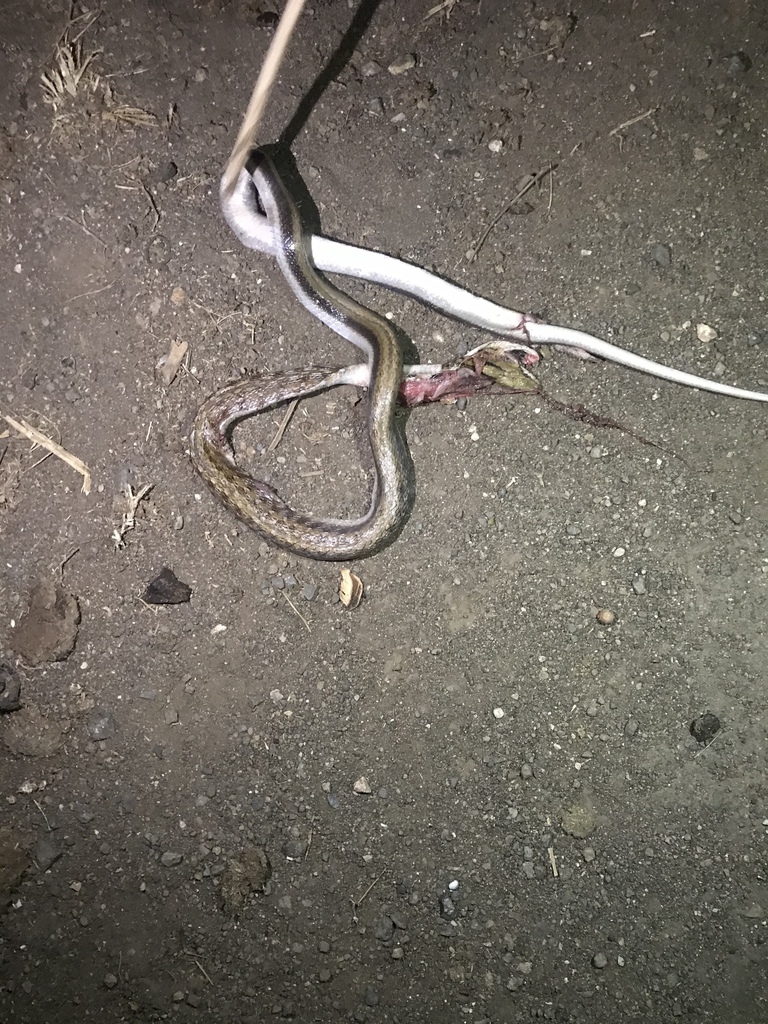 Trinket Snake from Gir National Park and Wildlife Sanctuary, Junagadh ...