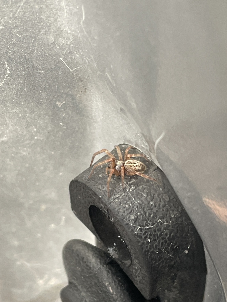 House Spiders from South Island, Christchurch, Canterbury, NZ on ...