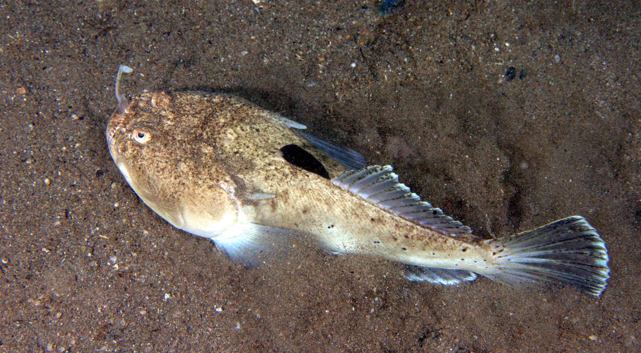 Uranoscopus sulphureus Valenciennes, 1832