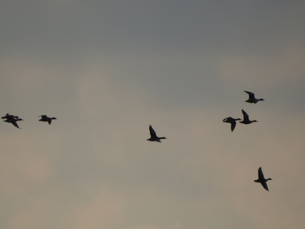 Mallard from Greene County, IN, USA on January 11, 2026 at 11:19 AM by ...