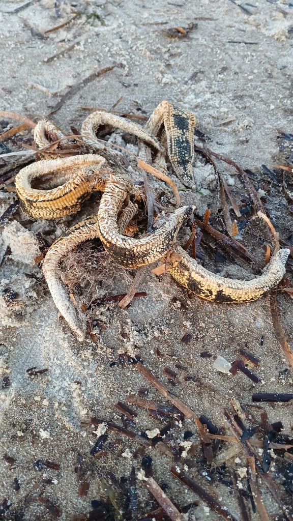 southern sand star from Semaphore SA 5019, Australia on May 29, 2025 at ...