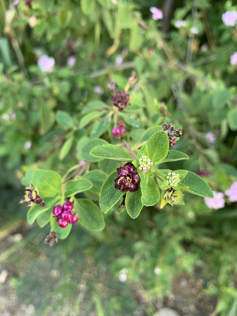 Button Sage from Anguilla, AI on January 30, 2020 at 04:46 PM by ...