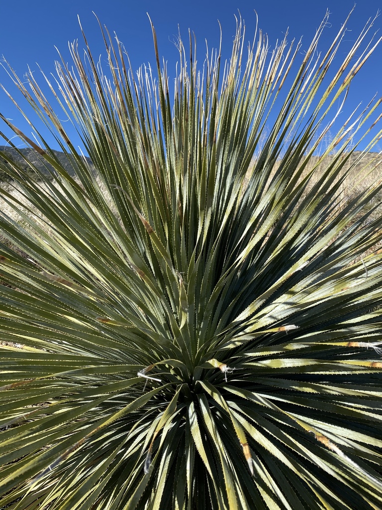 Wheeler sotol from Tonto National Forest, Apache Junction, AZ, US on ...