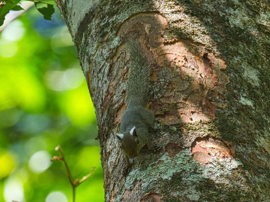 Neotropical Pygmy Squirrel from Brownsweg, Suriname on January 23, 2020 ...