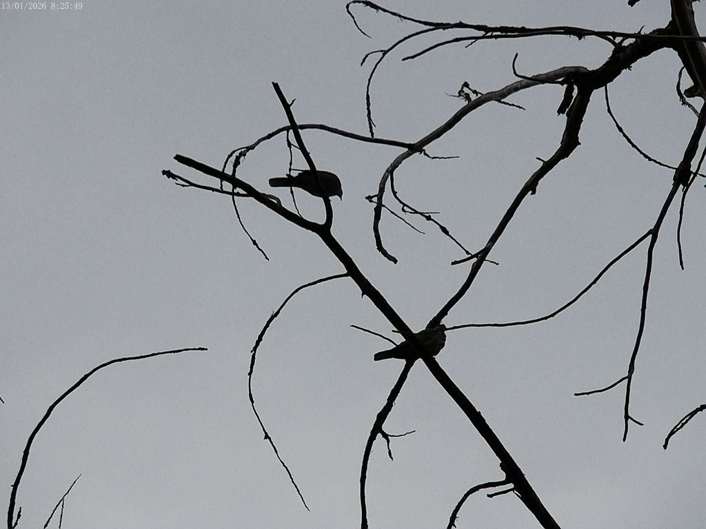 Pigeons and Doves from W Evans Ave, Denver, CO, US on January 13, 2026 ...