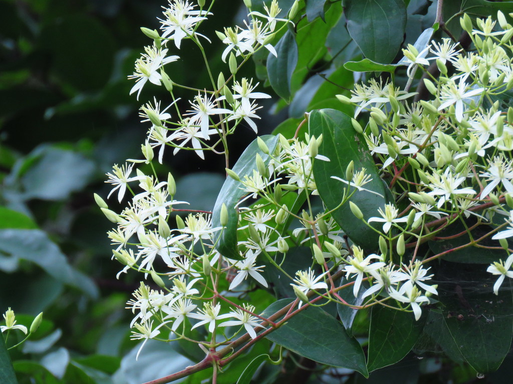 (Clematis uncinata) - Botanical Realm