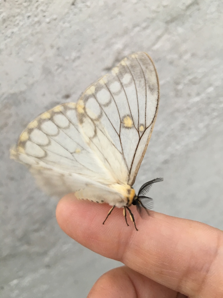 Apollo Moth from Bura-A23 Shelemba - Msau-Mgange DWD, Taita, Coast, KE ...
