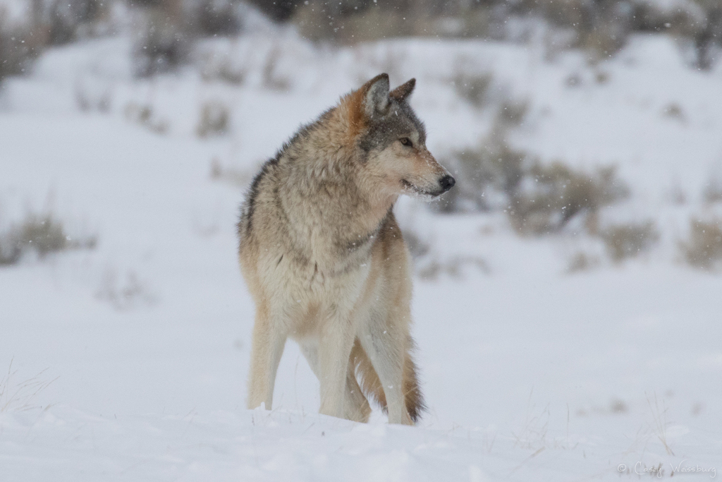 Gray Wolf in January 2020 by Casey Weissburg · iNaturalist