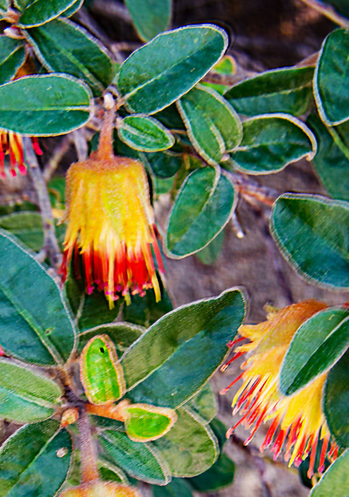 Diplolaena ferruginea from Lesueur National Park, Cockleshell Gully Rd ...