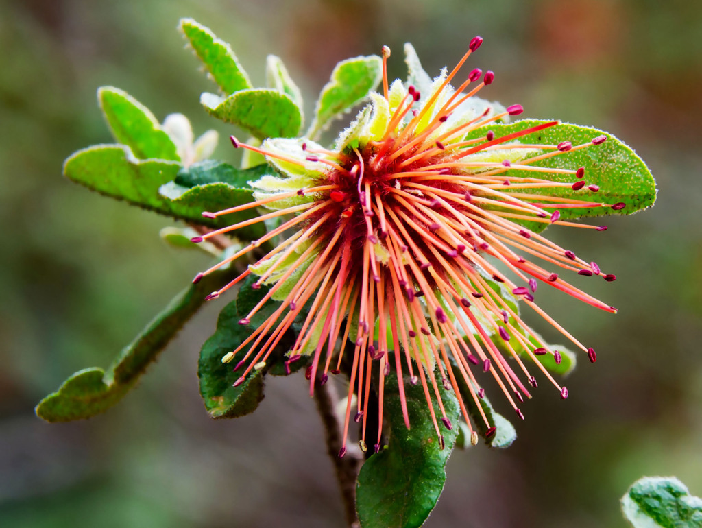 Diplolaena drummondii from Capel WA 6271, Australia on October 30, 2019 ...