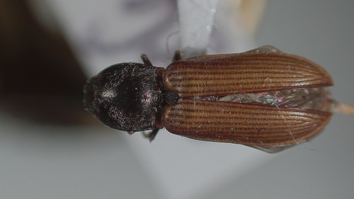 Chesty Click Beetle (Limonius pectoralis) · iNaturalist United Kingdom
