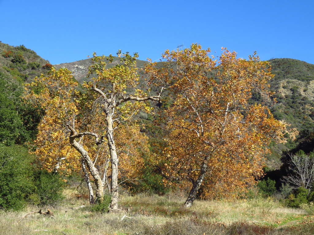 western sycamore (Platanus racemosa) - Botanical Realm