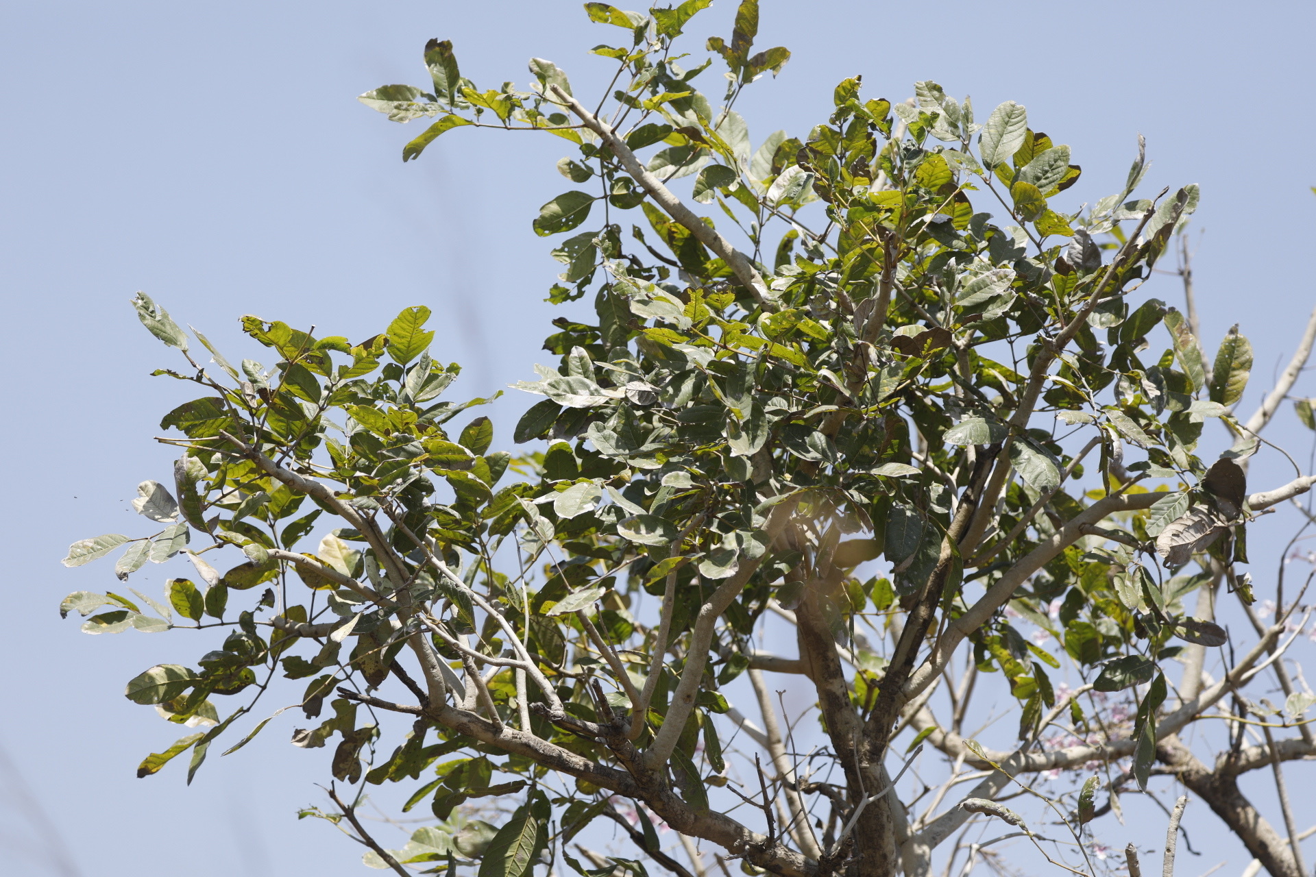 Stereospermum kunthianum Cham.