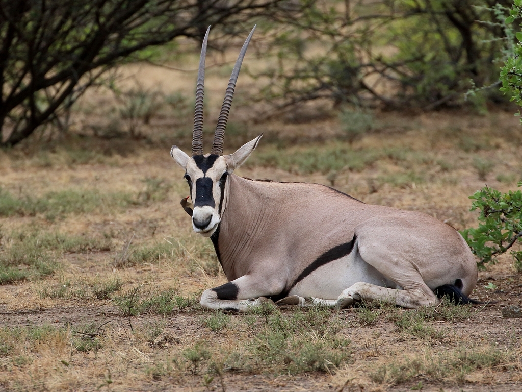 Beisa Oryx (Oryx beisa beisa) - Know Your Mammals