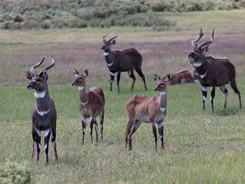 Spiral-horned Antelopes (Tragelaphini) - Know Your Mammals