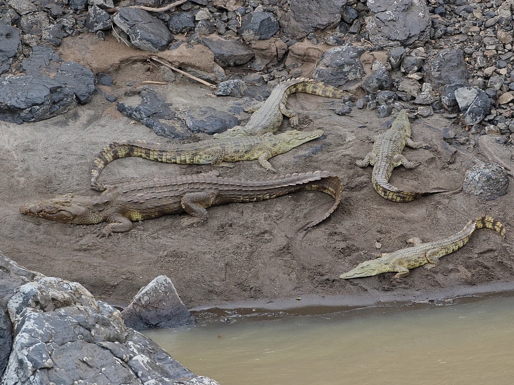 North African Crocodile (Crocodylus niloticus niloticus) - Marine Life ...