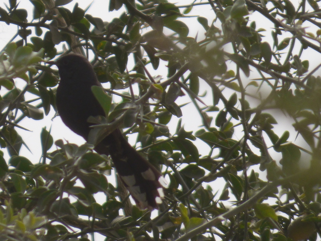 Black Scrub-Robin from Barde, Nigeria on January 27, 2020 at 11:22 AM ...