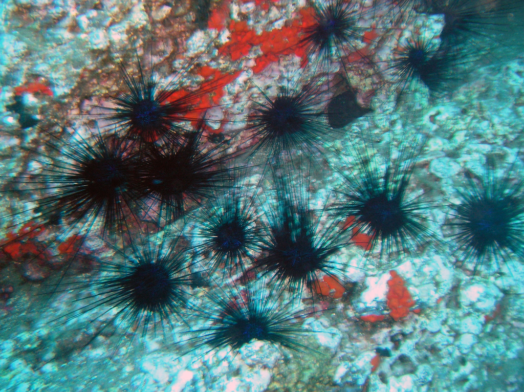 Diadema africanum from Caniço, Madeira, Portugal on September 8, 2008 ...
