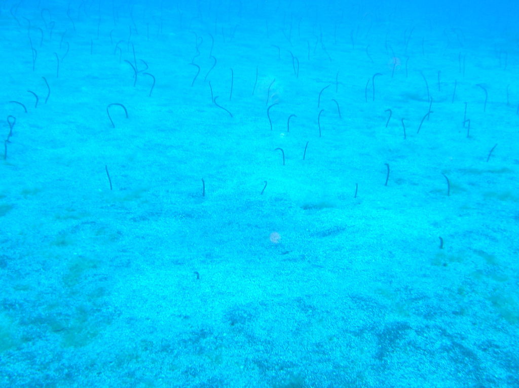 Brown Garden Eel from Caniço, Madeira, Portugal on September 08, 2008 ...