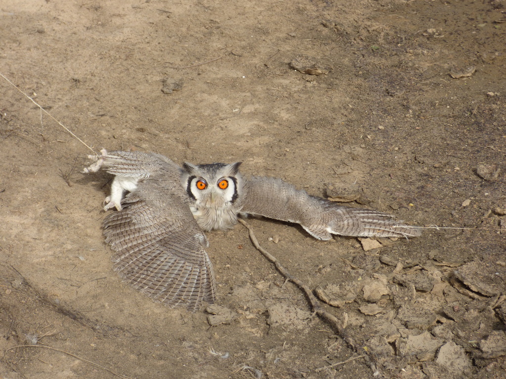 Northern White-faced Owl from Barde, Nigeria on January 27, 2020 at 03: ...