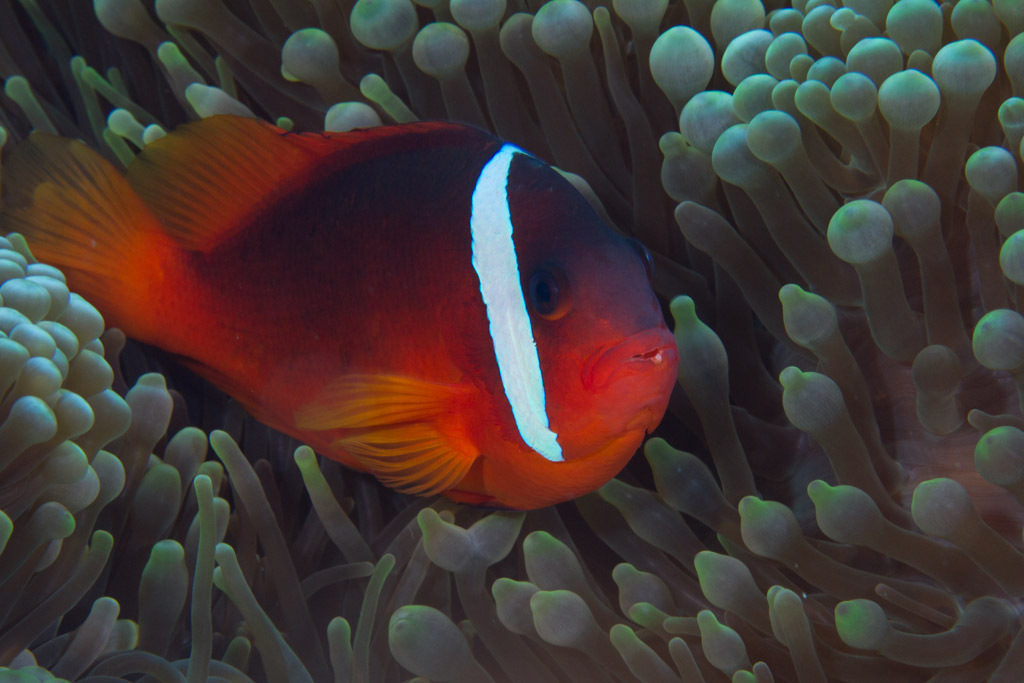 Fiji Tomato Anemonefish (Amphiprion barberi) - Marine Life Identification