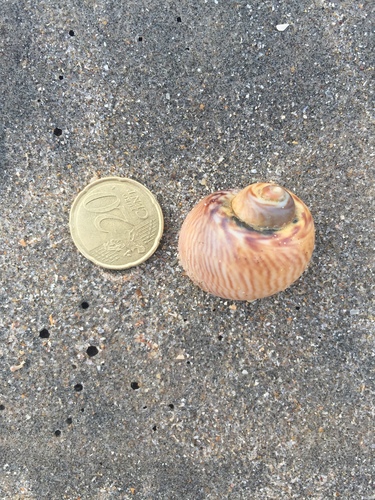 Natica collaria · iNaturalist