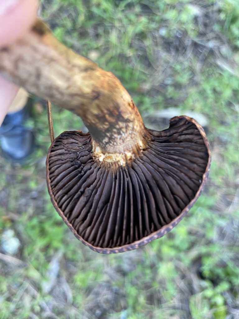 Pine Spikes from Skyline High School, Oakland, CA, US on January 14 ...