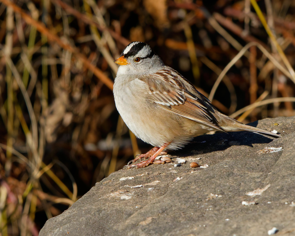 White-crowned Sparrow from Umatilla County, OR, USA on January 14, 2026 ...