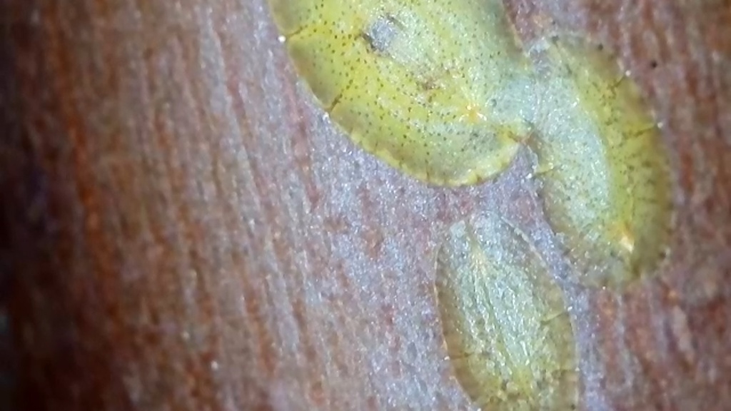 Brown Soft Scale from Sycamore Dr, Morgan Hill, CA, US on January 14 ...