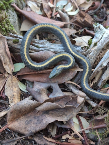 Garter Snakes (Thamnophis) - Snakes and Lizards