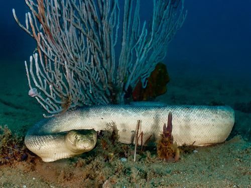 Stokes' Sea Snake (Hydrophis stokesii) - Snakes and Lizards