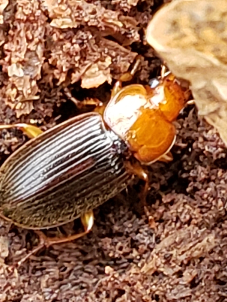 Red-headed Ground Beetle from Travilah, MD, USA on February 3, 2020 at ...