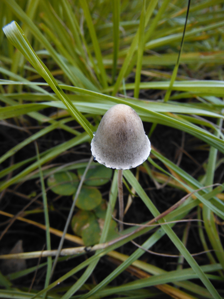 Panaeolus papilionaceus parvisporus (Evan’s Mycology Guide) · iNaturalist