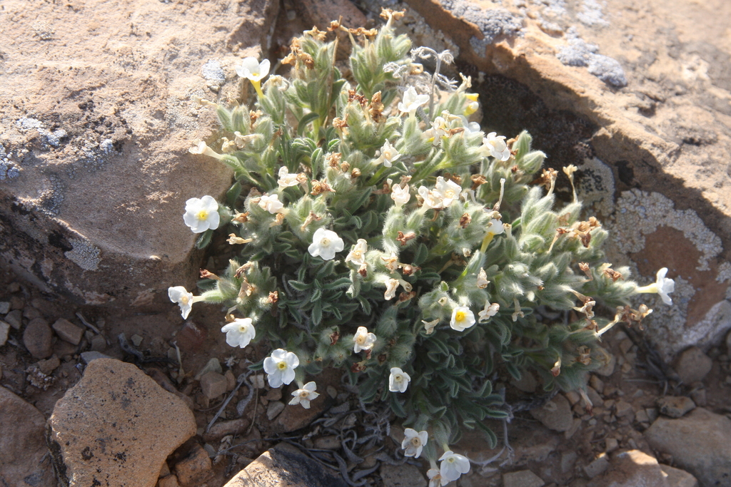 Perennial Cryptanthas from Mesa County, CO, USA on April 30, 2009 at 08 ...