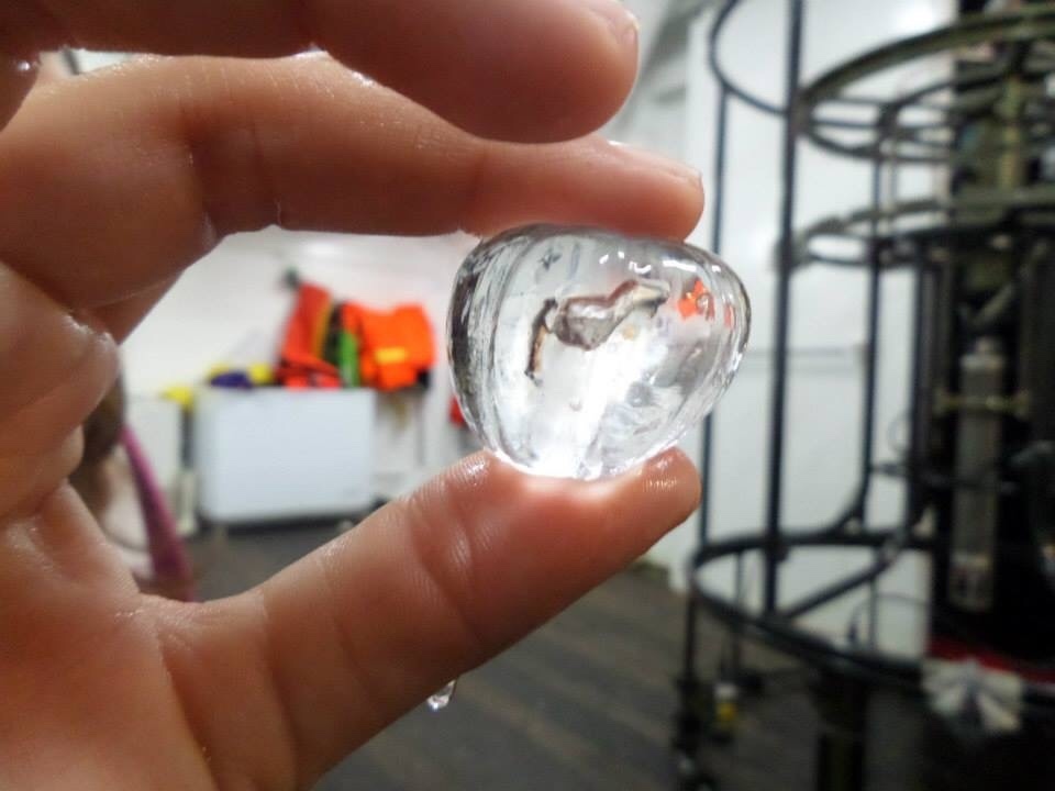 Pacific Sea Gooseberry from Océano Pacífico Norte on December 20, 2014 ...
