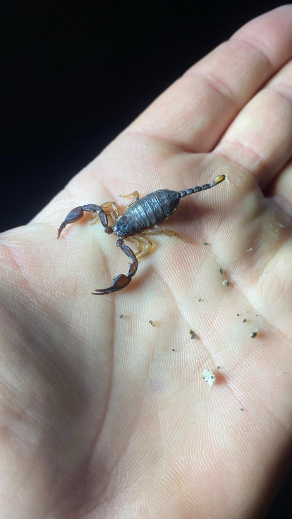 European Yellow-tailed Scorpion from High Street, Sheerness, England ...