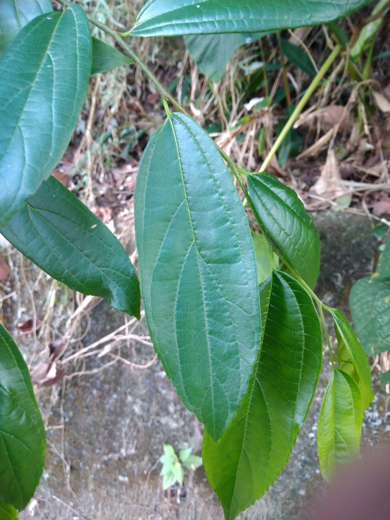 Nilgiri elm (Celtis tetrandra) - Botanical Realm