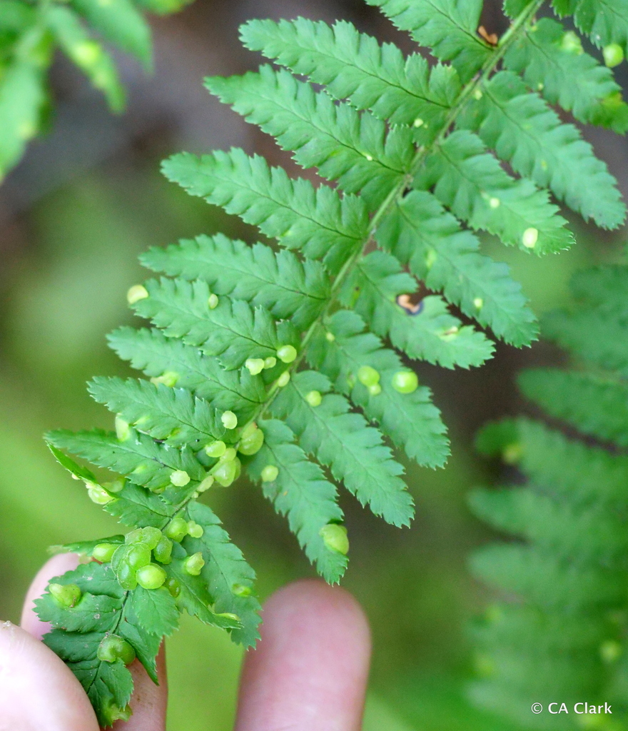 coastal woodfern (Dryopteris arguta) - Botanical Realm