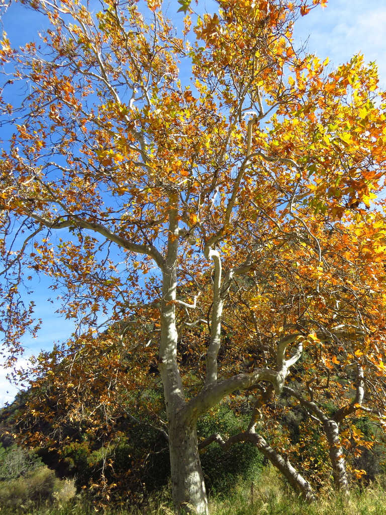 western sycamore (Platanus racemosa) - Botanical Realm