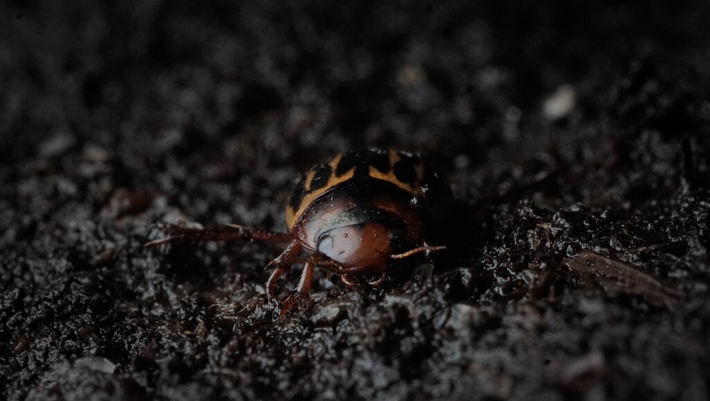 Agabus taeniolatus in January 2026 by gamfeld · iNaturalist