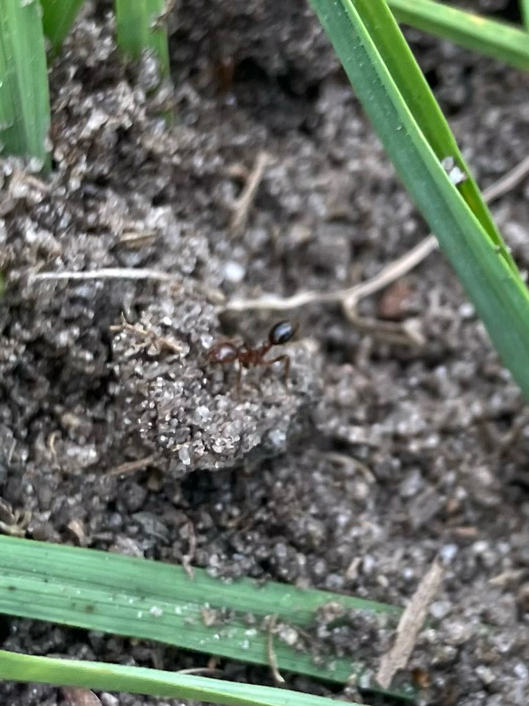 Red Imported Fire Ant from SW Williston Rd, Gainesville, FL, US on ...